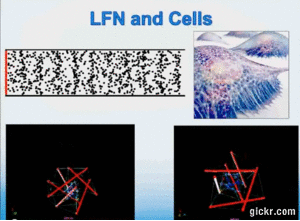 Dr Mariana Alves-Pereira – how to test for the effects of low-frequency ...