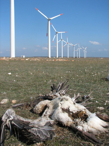 ‘Green’ Hypocrisy: the Wind Industry’s State-Sanctioned Eagle Slaughter ...