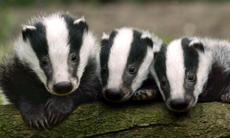 Wind in the Gallows: Study Shows Badgers Suffer Merciless Stress ...