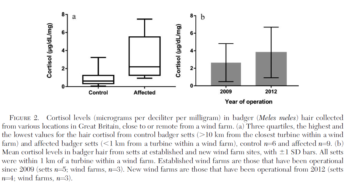 Wind in the Gallows: Study Shows Badgers Suffer Merciless Stress ...