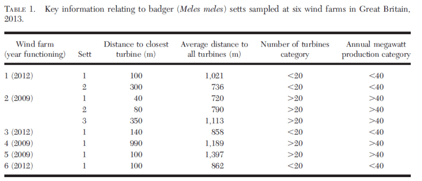 Wind in the Gallows: Study Shows Badgers Suffer Merciless Stress ...