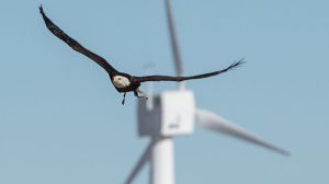 Deathly Silence: Green Groups Complicit in Wind Industry’s Endangered ...